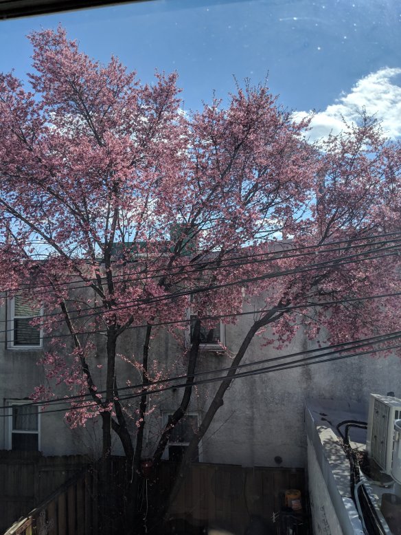 Cherry Blossom Hydrosol | The Kitchen Coven
